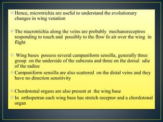 Insect wings | PPT