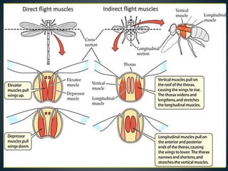 Insect wings | PPT