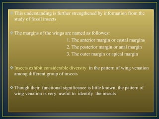 Insect wings | PPT