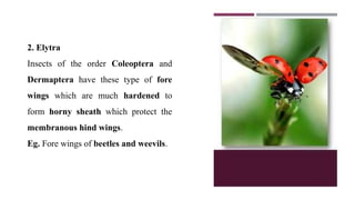 Insect wings characters and Types.pptx