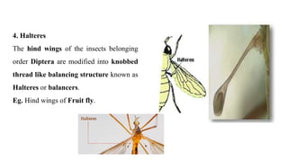 Insect wings characters and Types.pptx