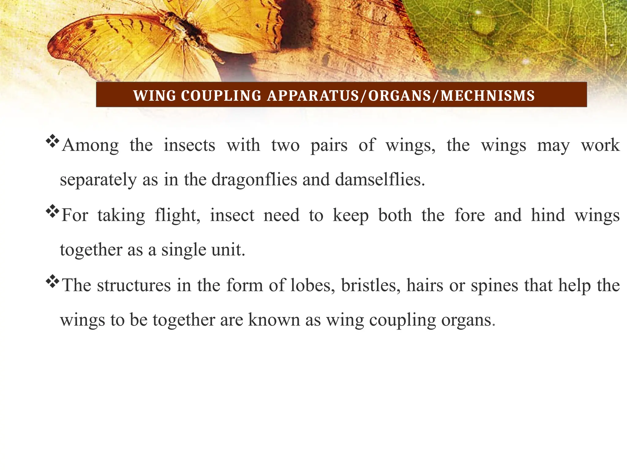 *"The Wonderful World of Insect Wings"* pptx. | PPTX