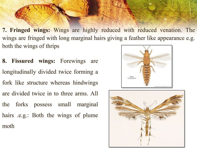 *"The Wonderful World of Insect Wings"* pptx. | PPT