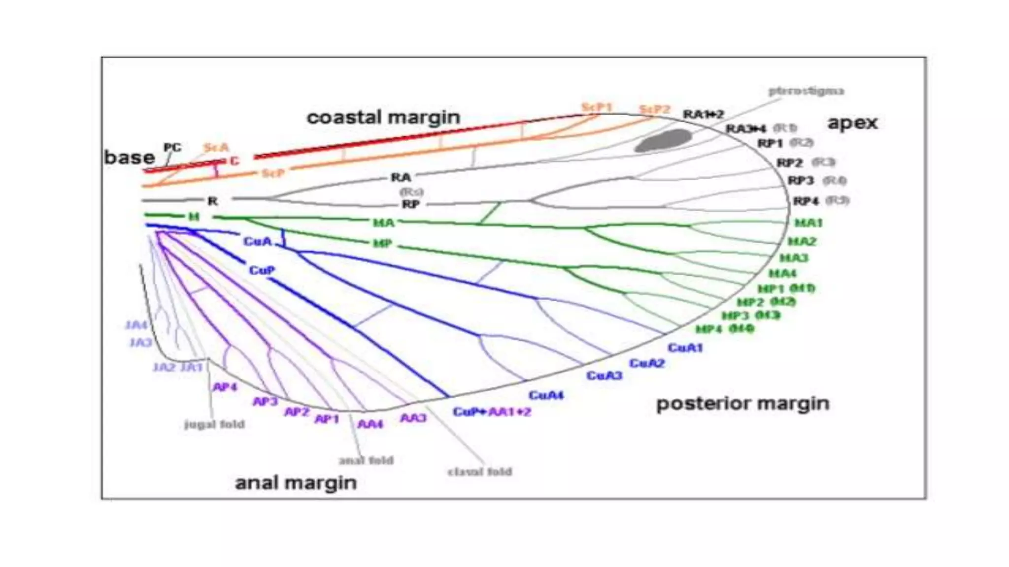 Insect Wings, Structure and their Modifications | PPTX