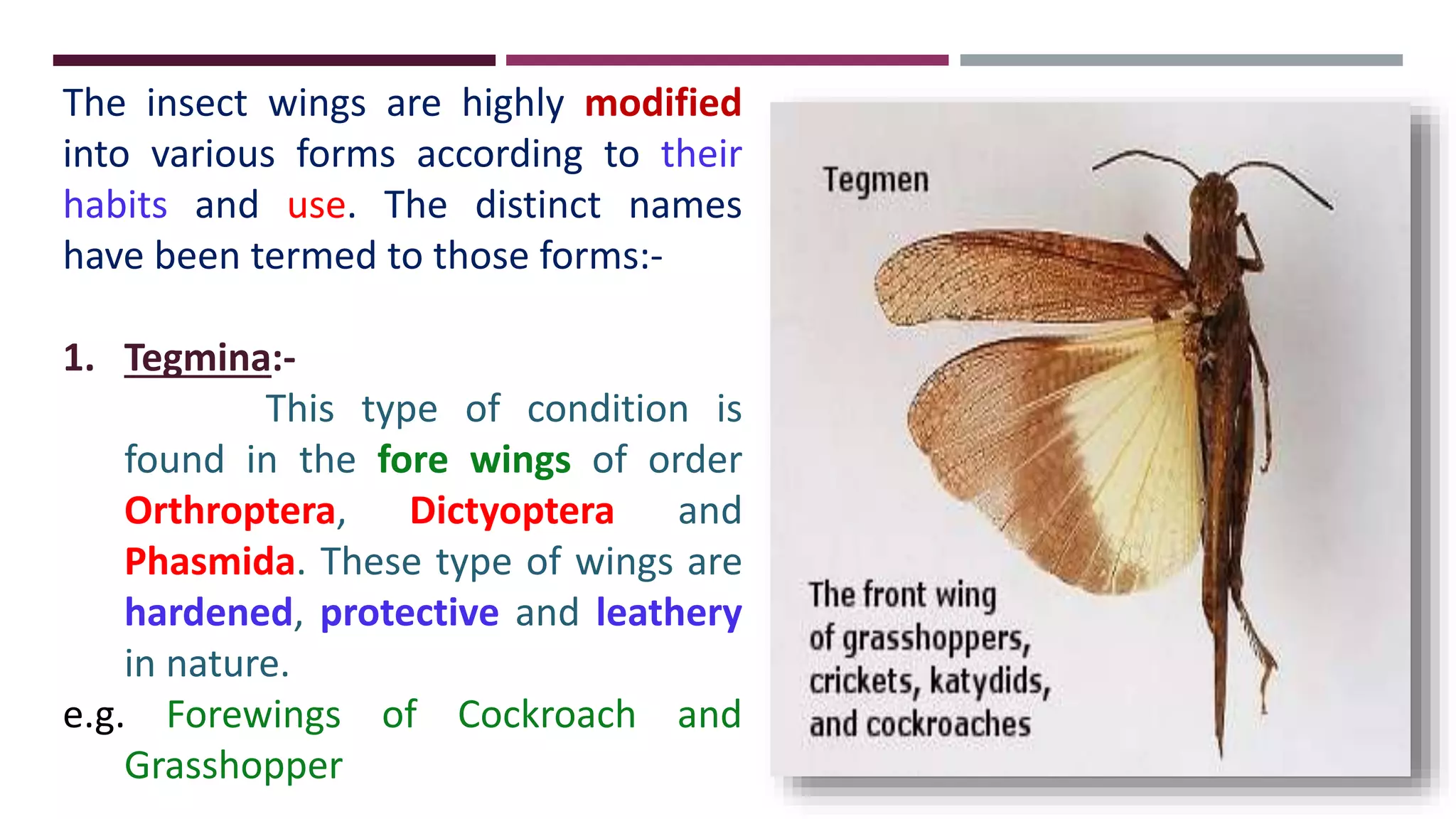 Insect Wings, Structure and their Modifications | PPTX