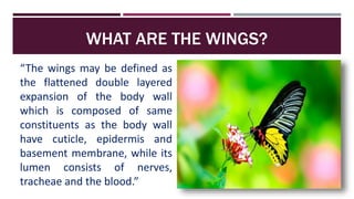 Insect Wings, Structure and their Modifications | PPTX