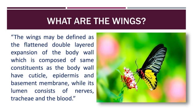 Insect Wings, Structure and their Modifications | PPTX | Birdwatching ...