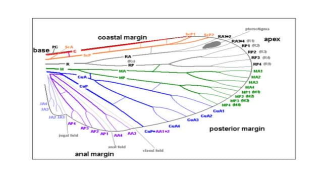 Insect Wings, Structure and their Modifications | PPTX | Birdwatching ...