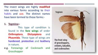Insect Wings, Structure and their Modifications | PPTX | Birdwatching ...