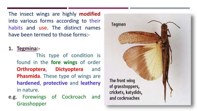 Insect Wings, Structure and their Modifications | PPTX | Birdwatching ...