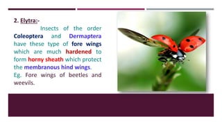 Insect Wings, Structure and their Modifications | PPTX