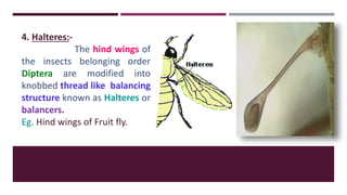 Insect Wings, Structure and their Modifications | PPTX