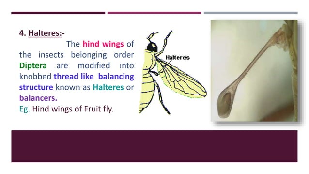 Insect Wings, Structure and their Modifications | PPTX | Birdwatching ...