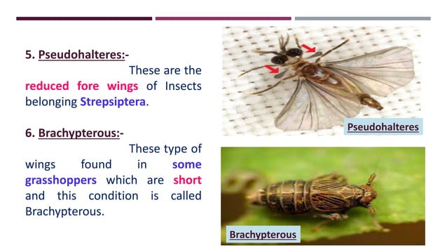 Insect Wings, Structure and their Modifications | PPTX | Birdwatching ...