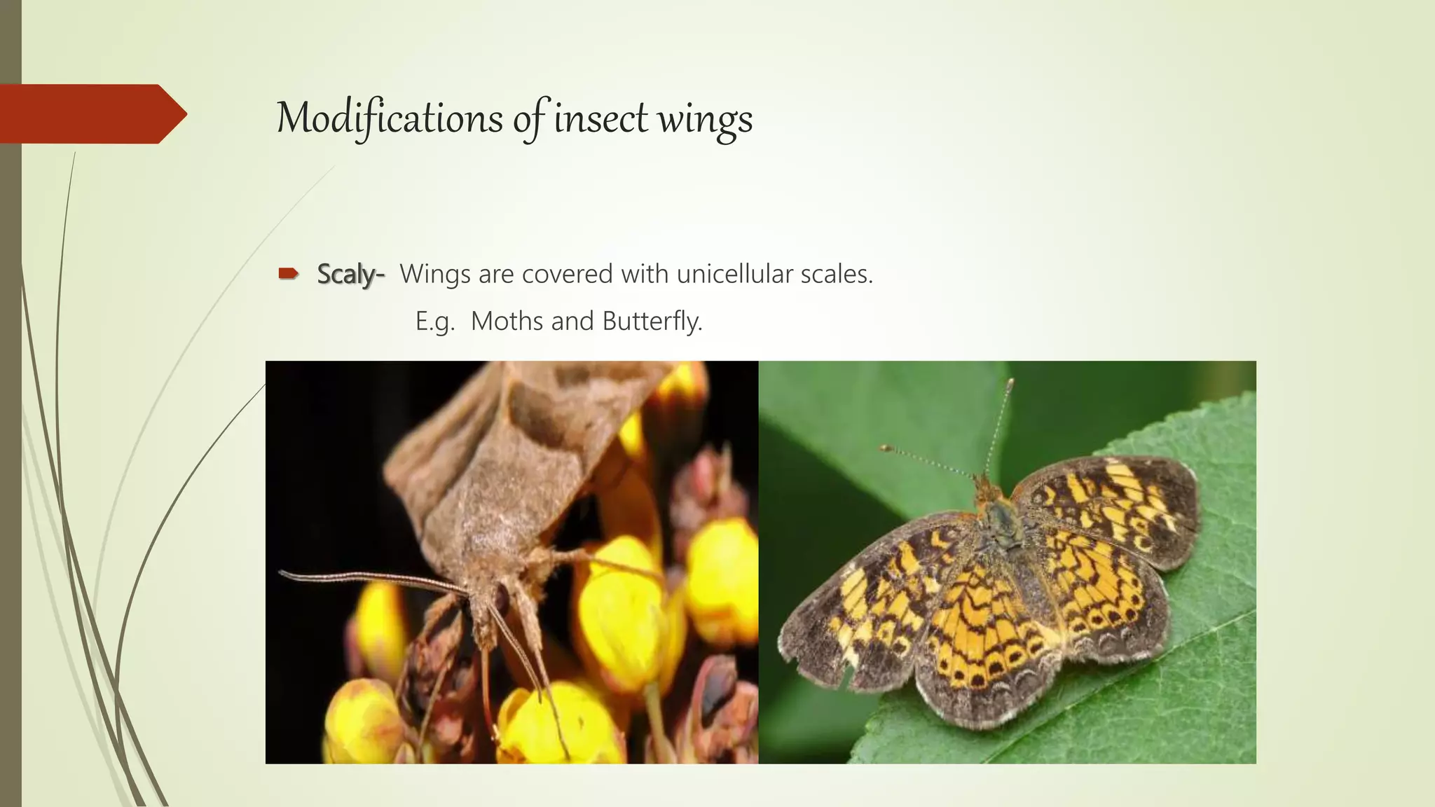 Insect wings & their modifications | PPTX