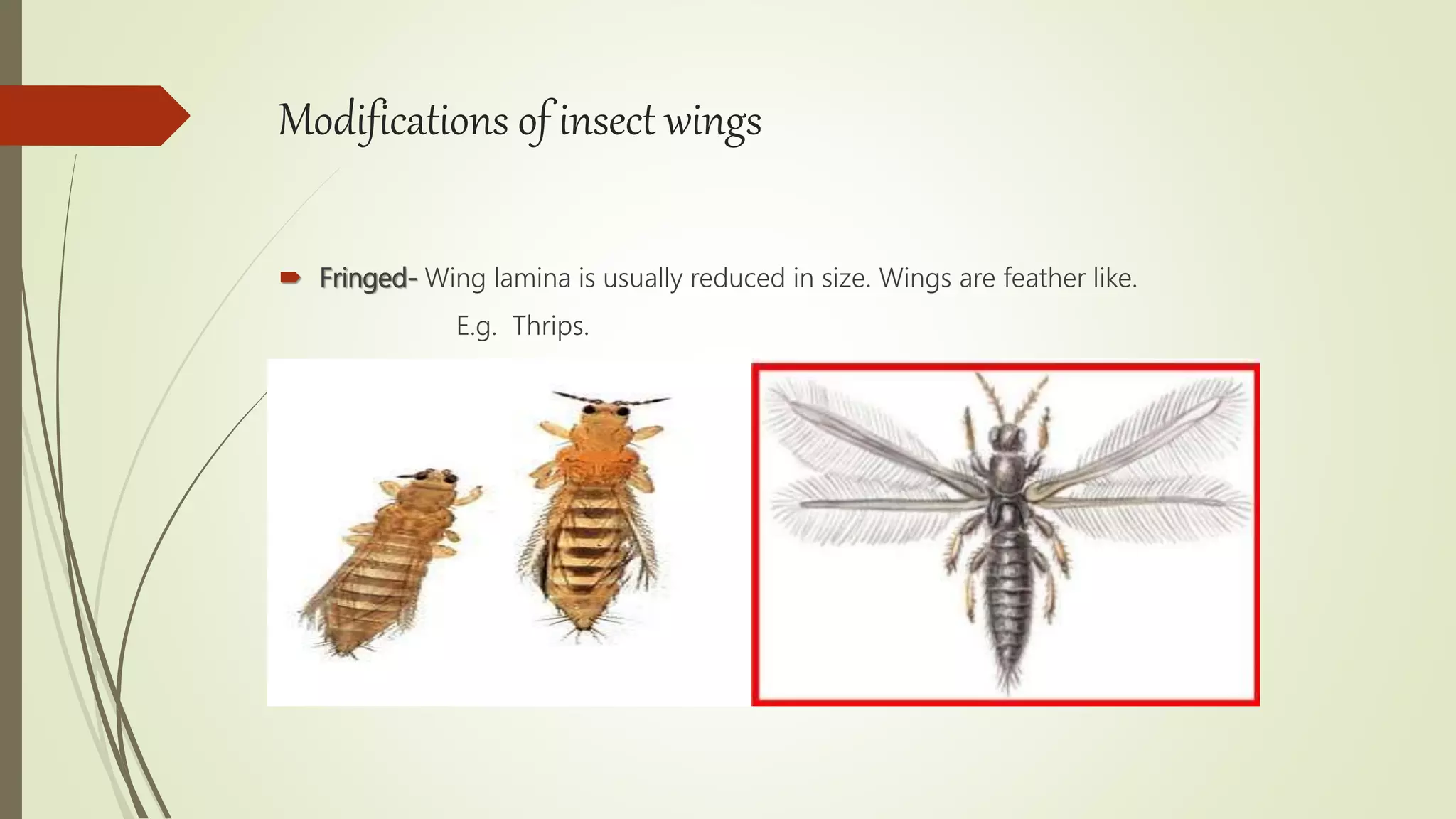 Insect wings & their modifications | PPTX