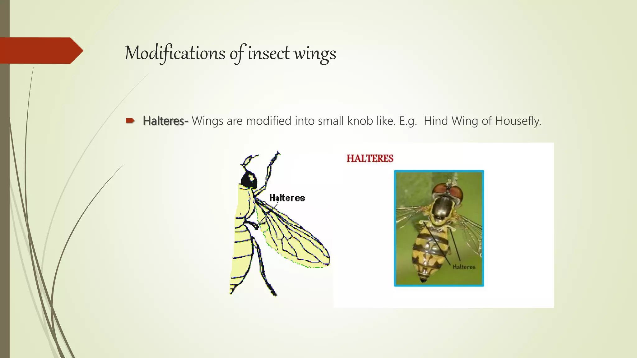 Insect wings & their modifications | PPTX