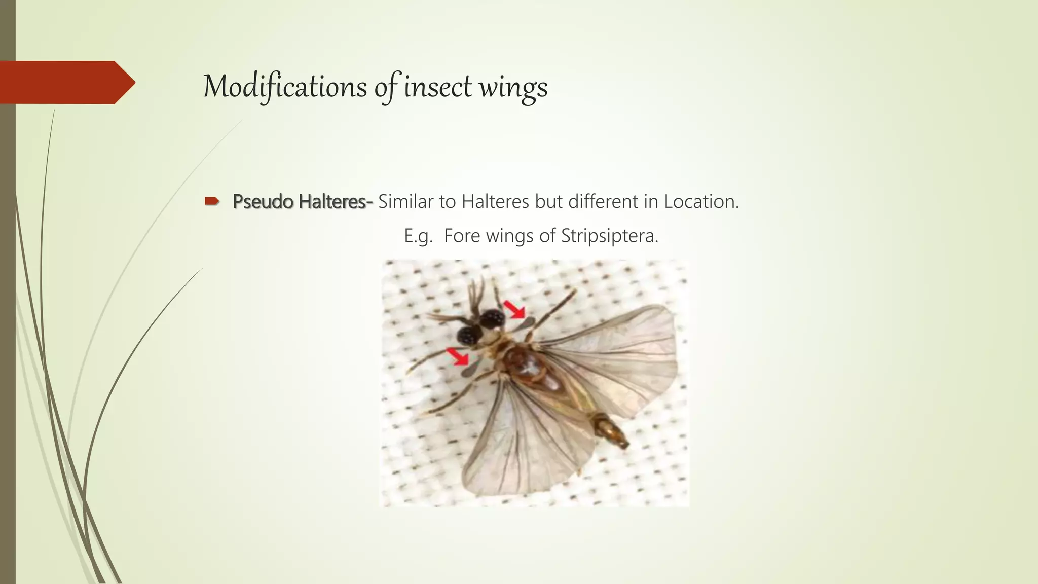 Insect wings & their modifications | PPTX