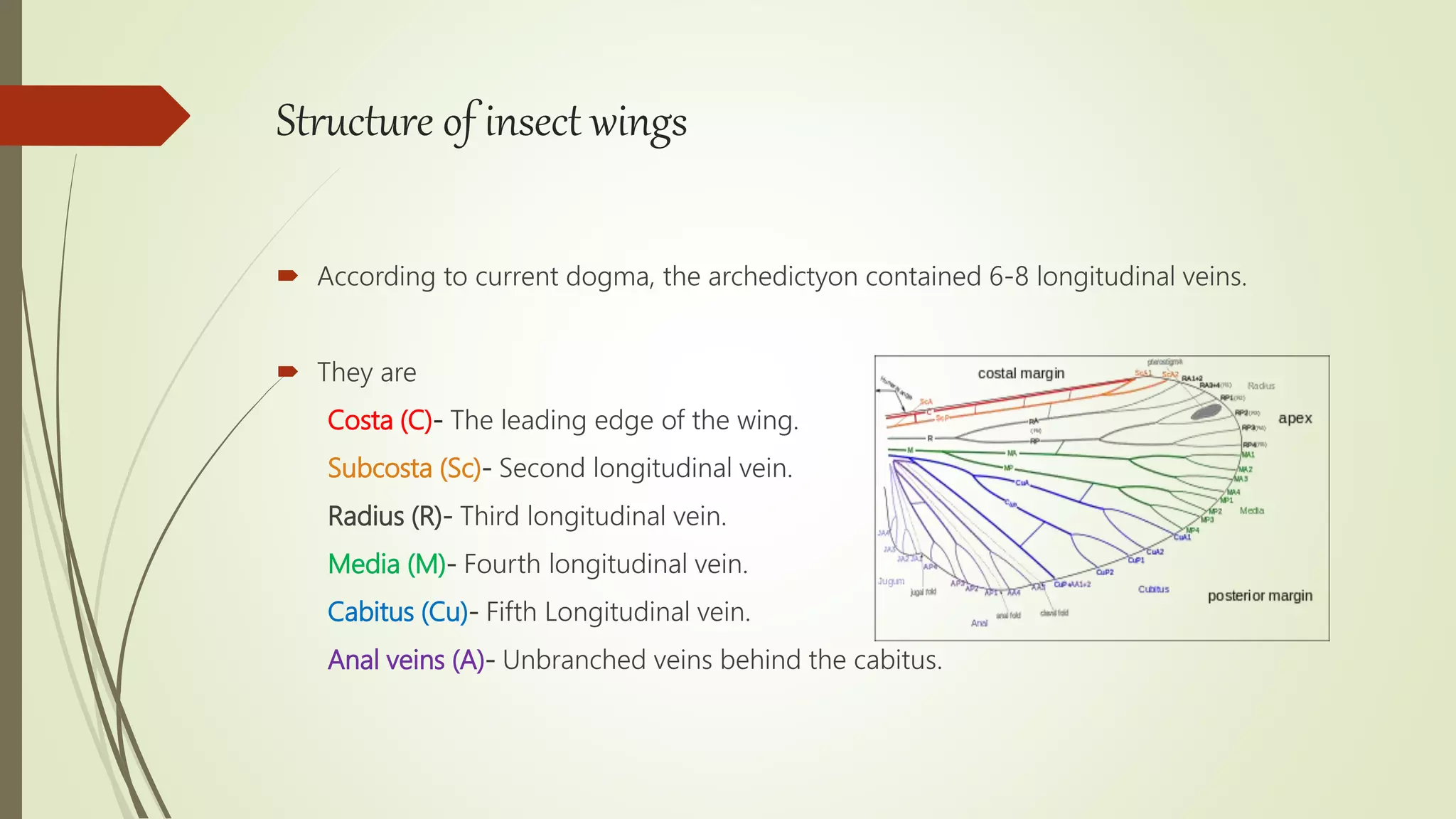 Insect wings & their modifications | PPTX | Birdwatching | Hobbies ...