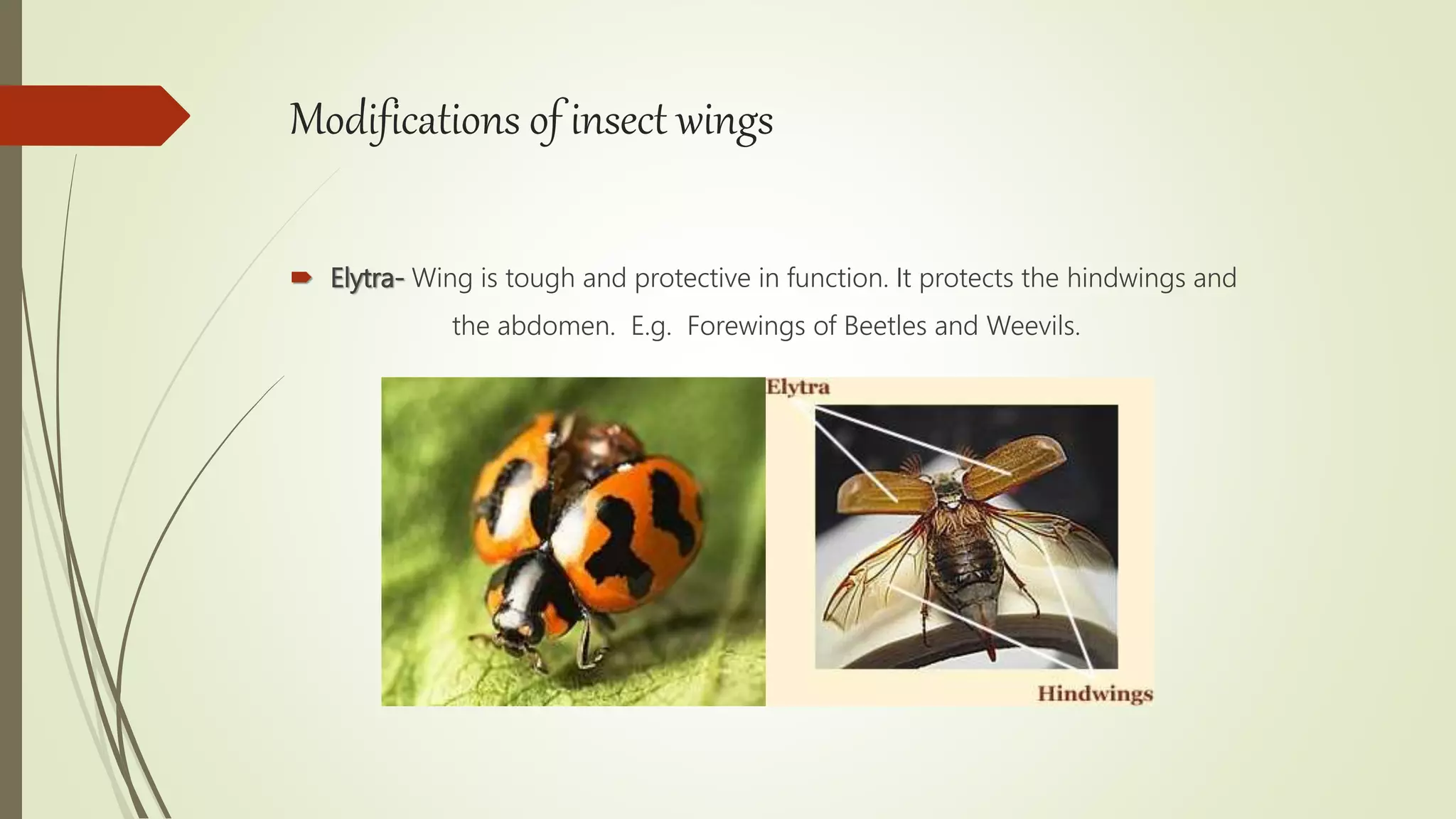 Insect wings & their modifications | PPTX