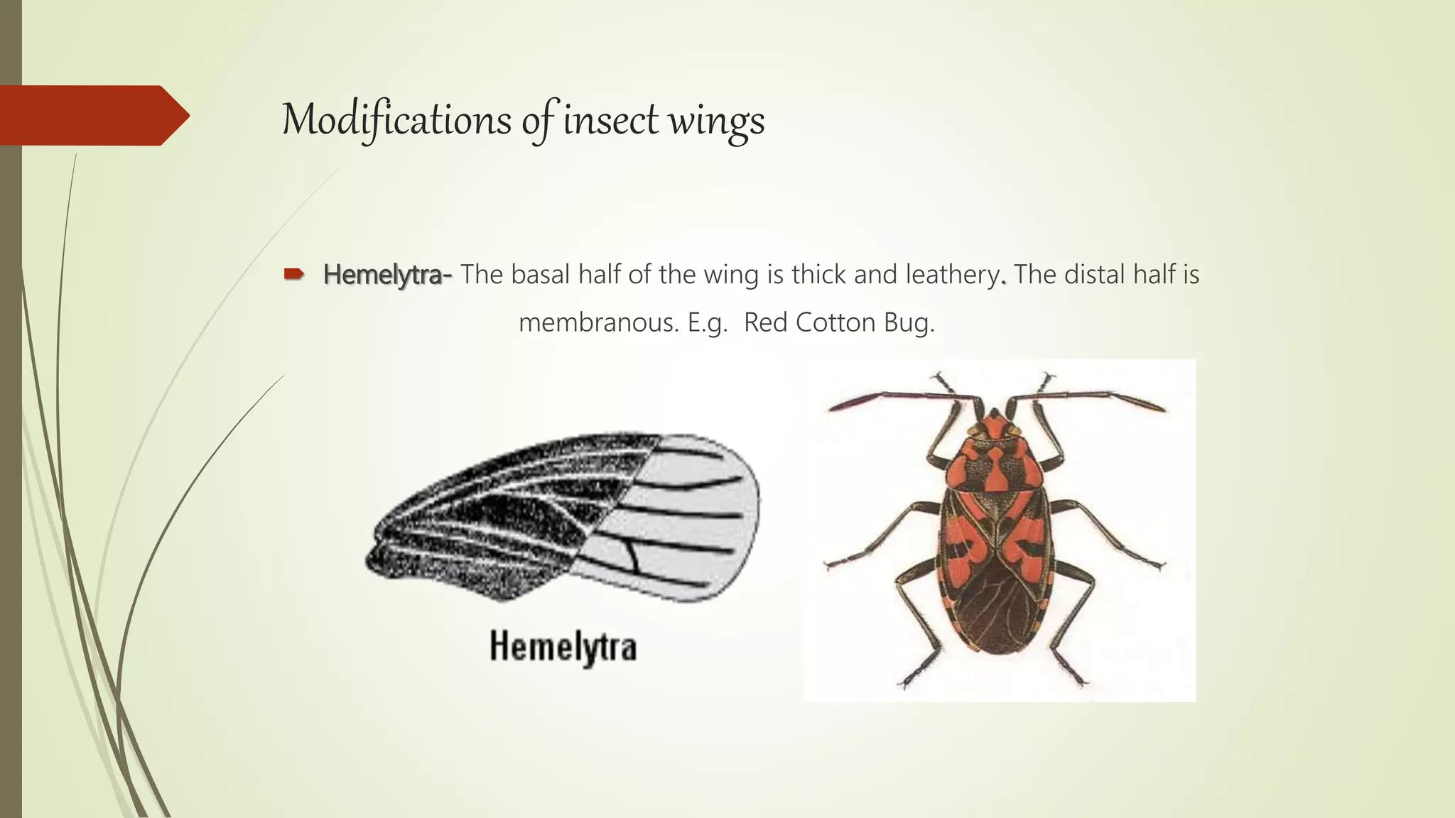 Insect wings & their modifications | PPTX