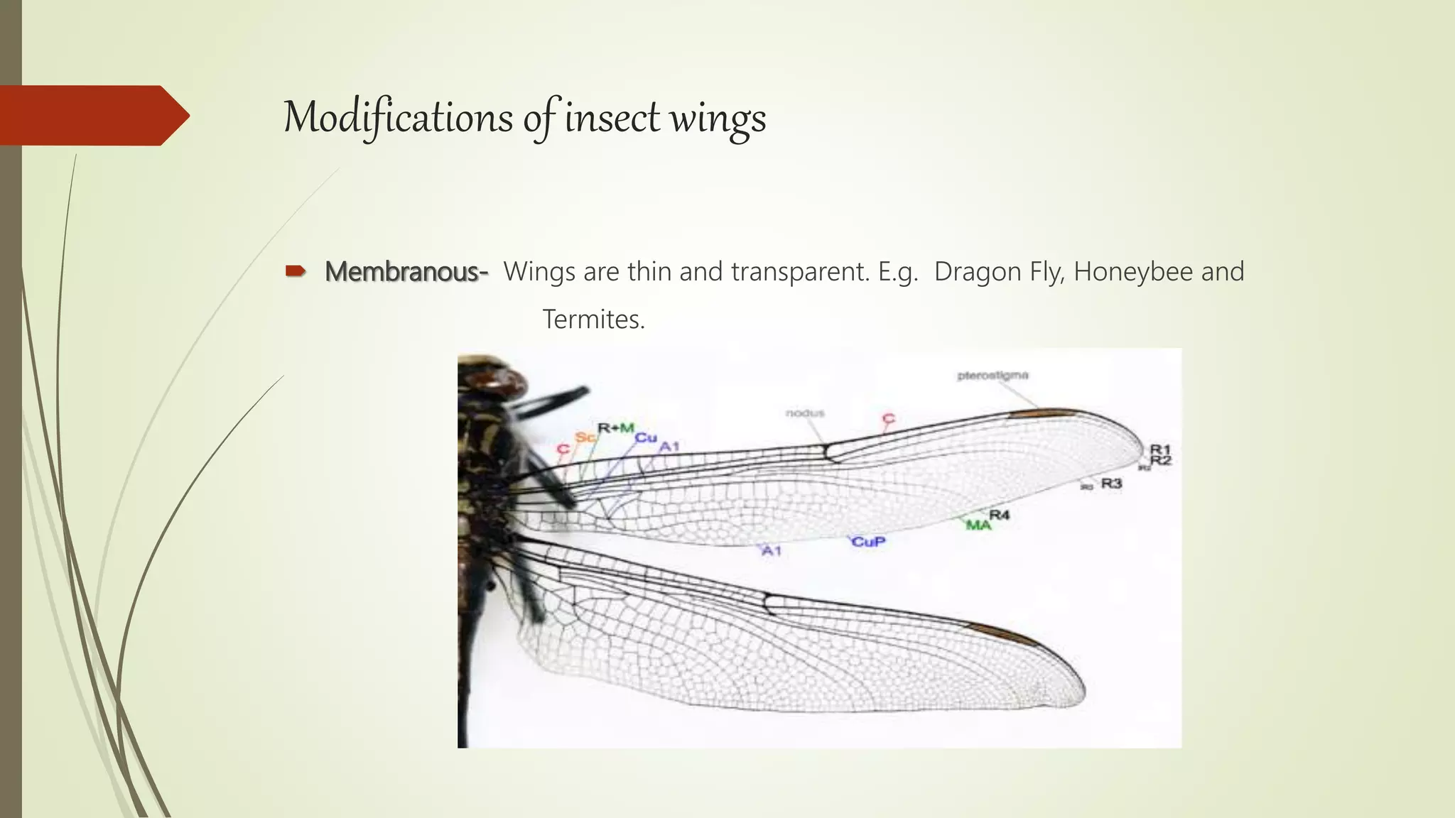 Insect wings & their modifications | PPTX