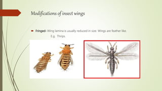 Insect wings & their modifications | PPTX