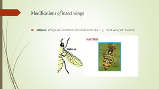 Insect wings & their modifications | PPTX