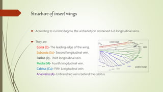 Insect wings & their modifications | PPTX