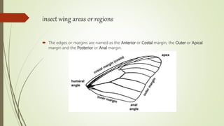 Insect wings & their modifications | PPTX