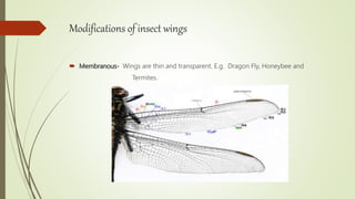 Insect wings & their modifications | PPTX