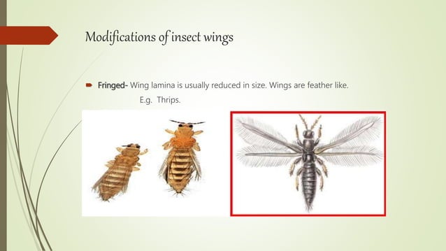 Insect wings & their modifications