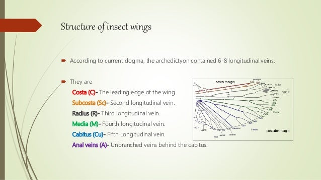Insect wings & their modifications