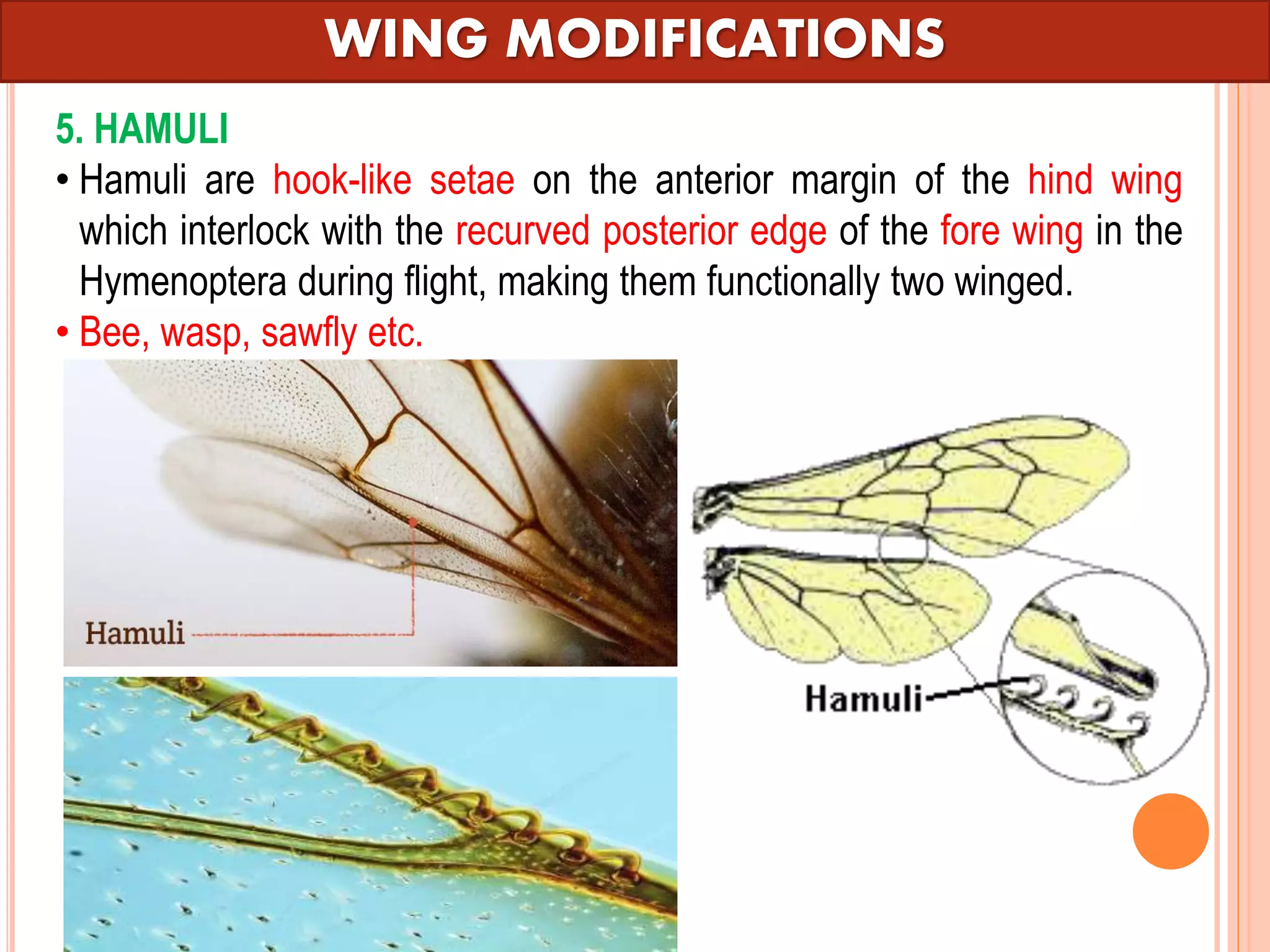 Insect wing venation and Its modification Dr.Sunil Prajapati | PPTX