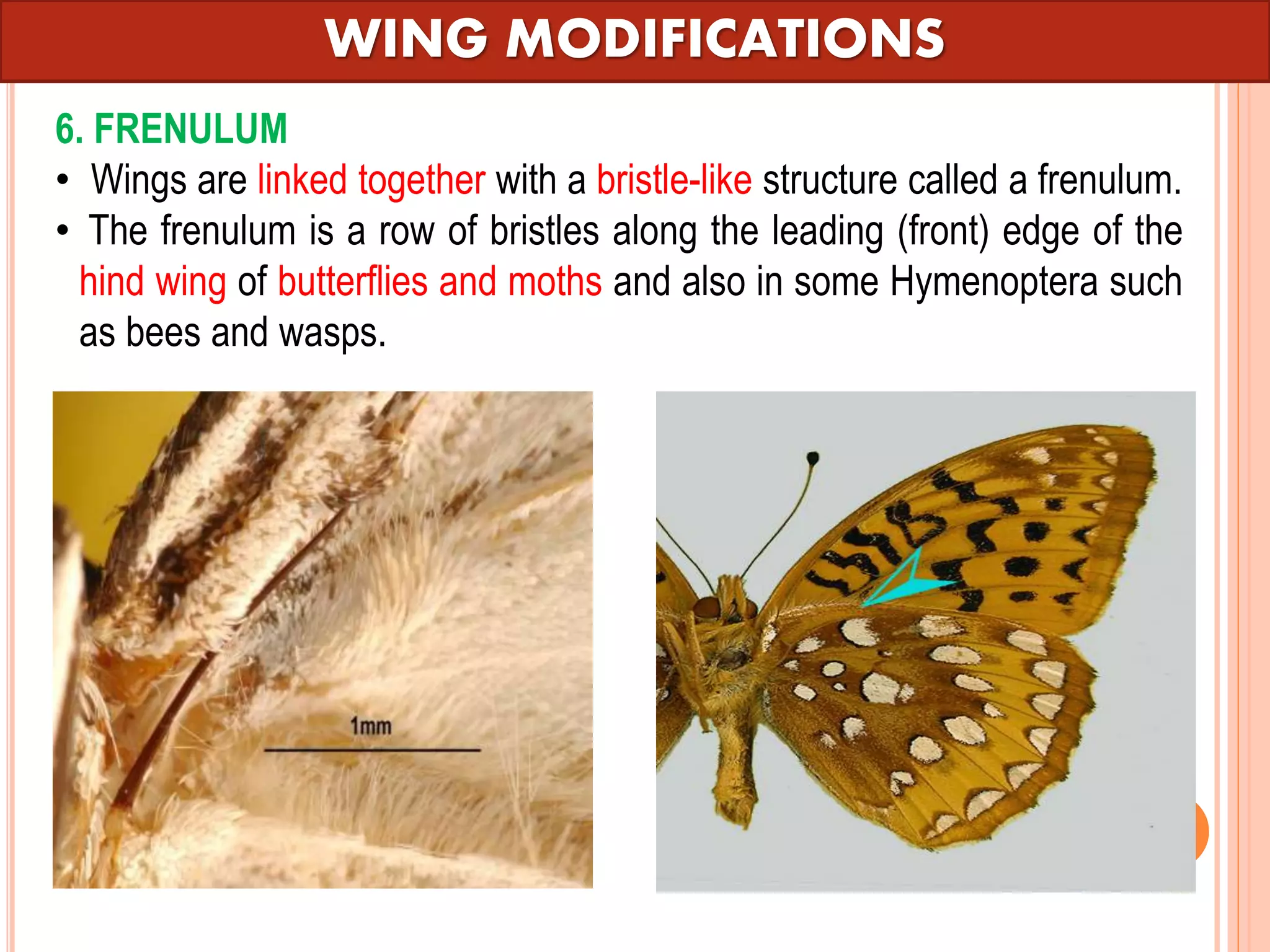 Insect wing venation and Its modification Dr.Sunil Prajapati | PPTX