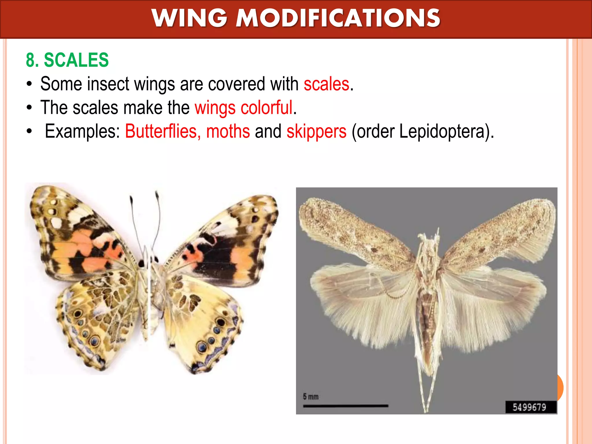 Insect wing venation and Its modification Dr.Sunil Prajapati | PPTX