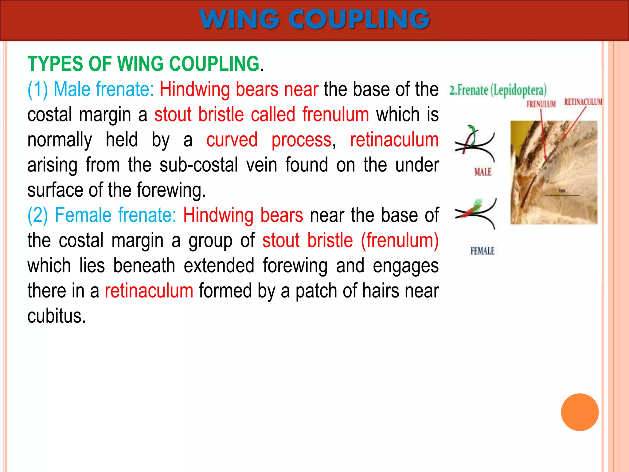 Insect wing venation and Its modification Dr.Sunil Prajapati | PPTX