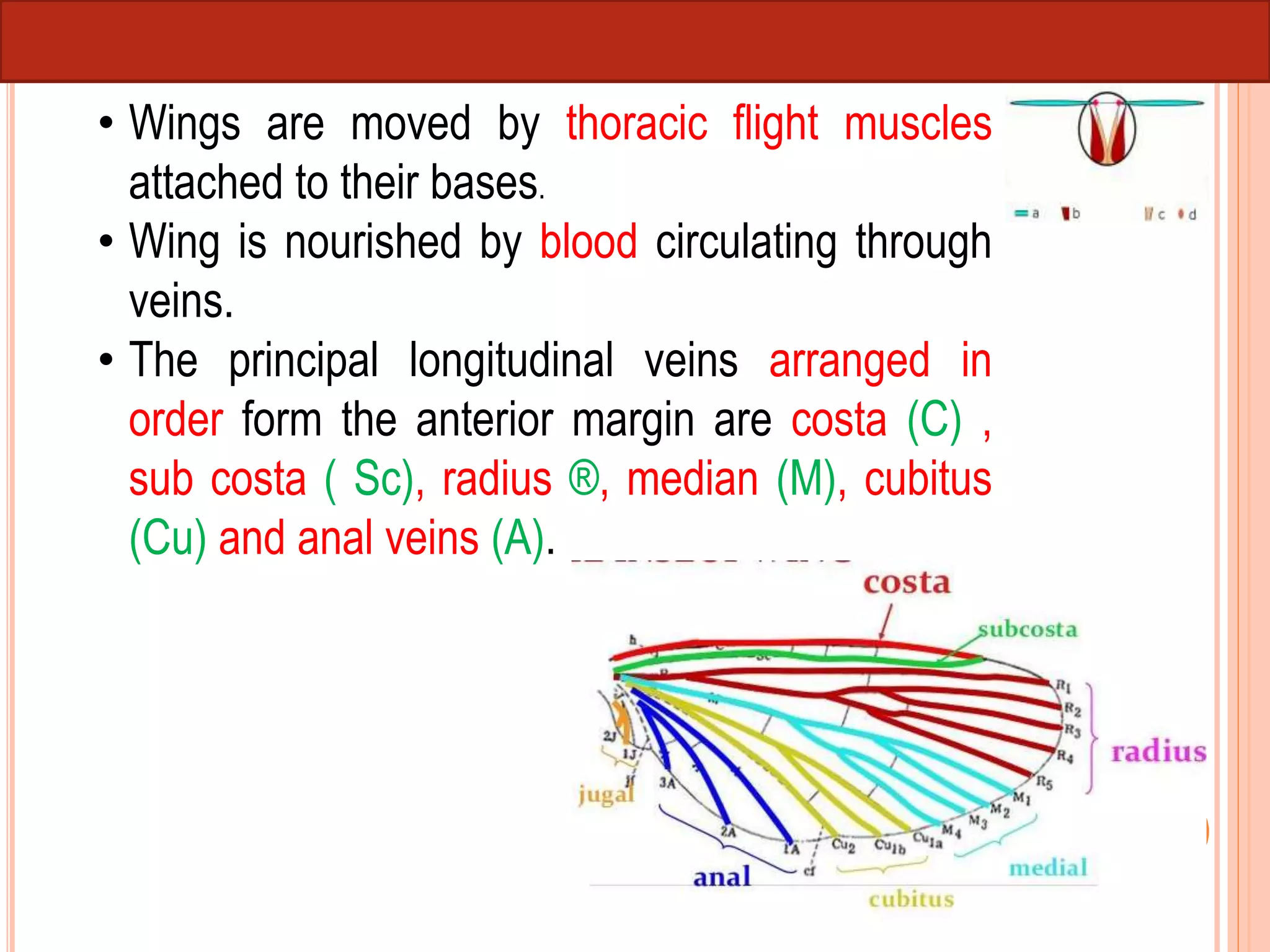 Insect wing venation and Its modification Dr.Sunil Prajapati | PPTX