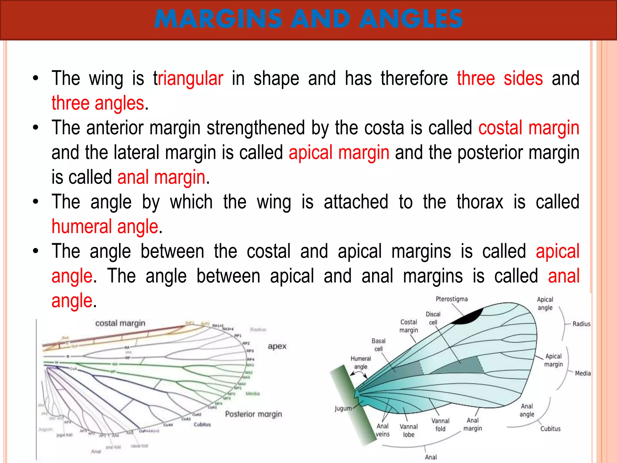 Insect wing venation and Its modification Dr.Sunil Prajapati | PPTX