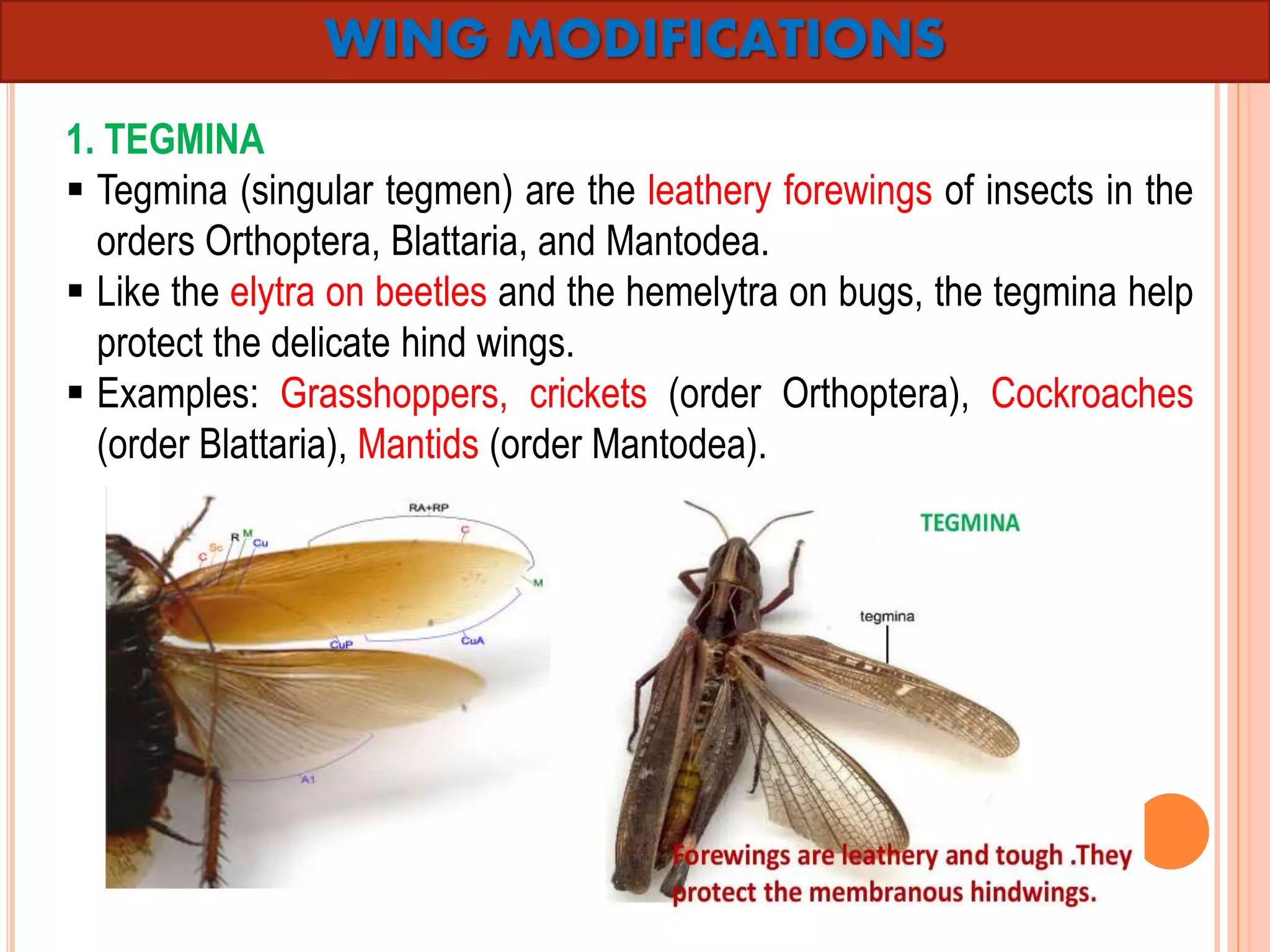 Insect wing venation and Its modification Dr.Sunil Prajapati | PPTX