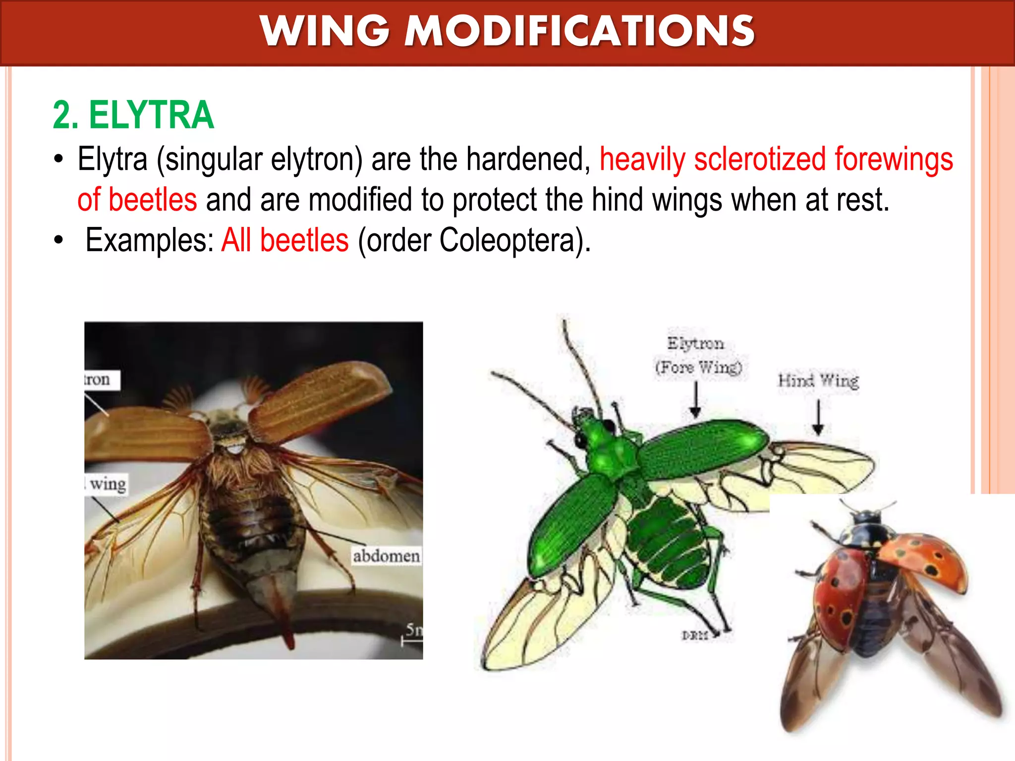 Insect wing venation and Its modification Dr.Sunil Prajapati | PPTX