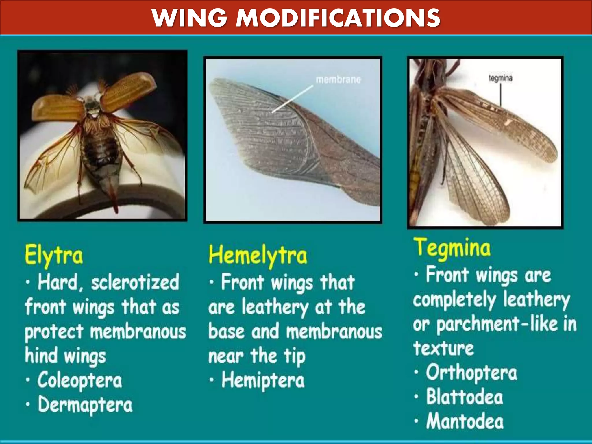 Insect wing venation and Its modification Dr.Sunil Prajapati | PPTX