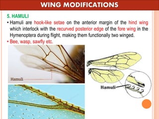 Insect wing venation and Its modification Dr.Sunil Prajapati | PPTX