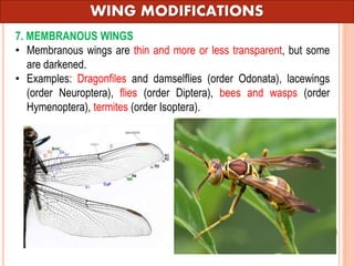 Insect wing venation and Its modification Dr.Sunil Prajapati | PPTX