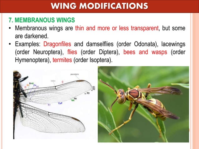 Insect wing venation and Its modification Dr.Sunil Prajapati | PPTX