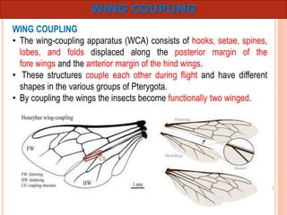 Insect wing venation and Its modification Dr.Sunil Prajapati | PPTX