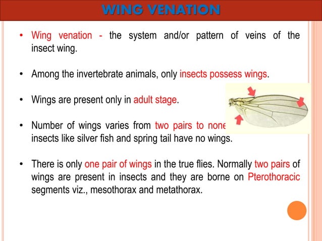Insect wing venation and Its modification Dr.Sunil Prajapati | PPTX