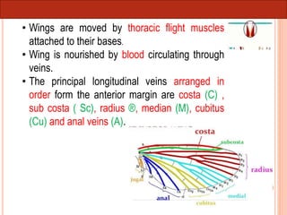 Insect wing venation and Its modification Dr.Sunil Prajapati | PPTX