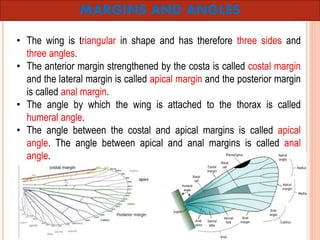 Insect wing venation and Its modification Dr.Sunil Prajapati | PPTX