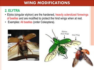 Insect wing venation and Its modification Dr.Sunil Prajapati | PPTX